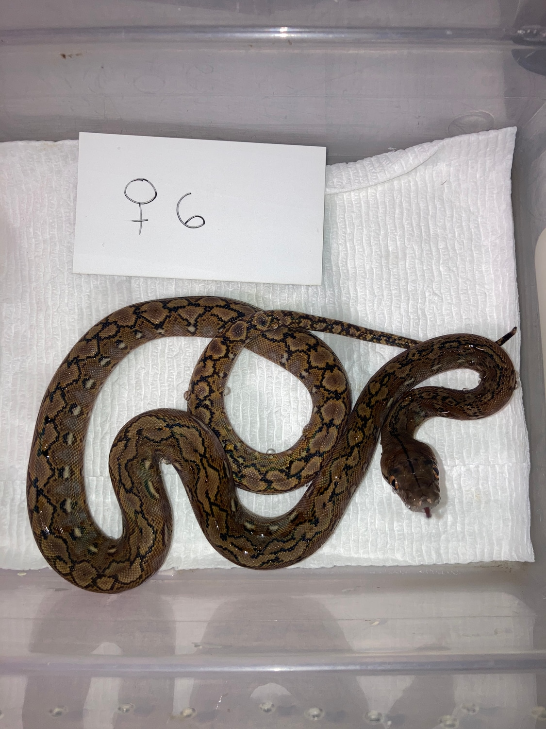 100% Pure Kalaotoa Reticulated Python by Joe Ceballos - MorphMarket