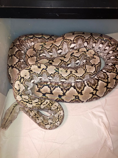 100% Pure Kalaotoa Reticulated Python by Joe Ceballos