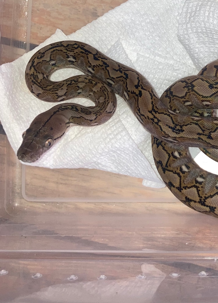 100% Pure Kalaotoa Reticulated Python by Joe Ceballos - MorphMarket