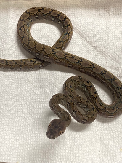 100% Kalaotoa F2 Male Reticulated Python by Joe Ceballos