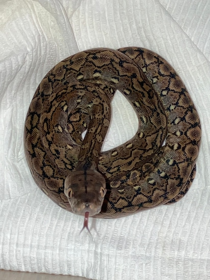 Kalaotoa Super Dwarf Retic’s Reticulated Python by Joe Ceballos