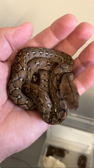 100% Super Dwarf Reticulated Pythons. Kalaotoa Local by Joe Ceballos