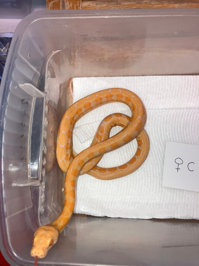 75 % Dwarf/ Super Dwarf Albino Reticulated Python by Joe Ceballos