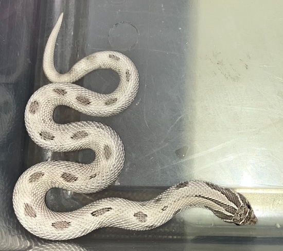 Axanthic Conda Het Albino (Snow) Western Hognose by Joe Ceballos