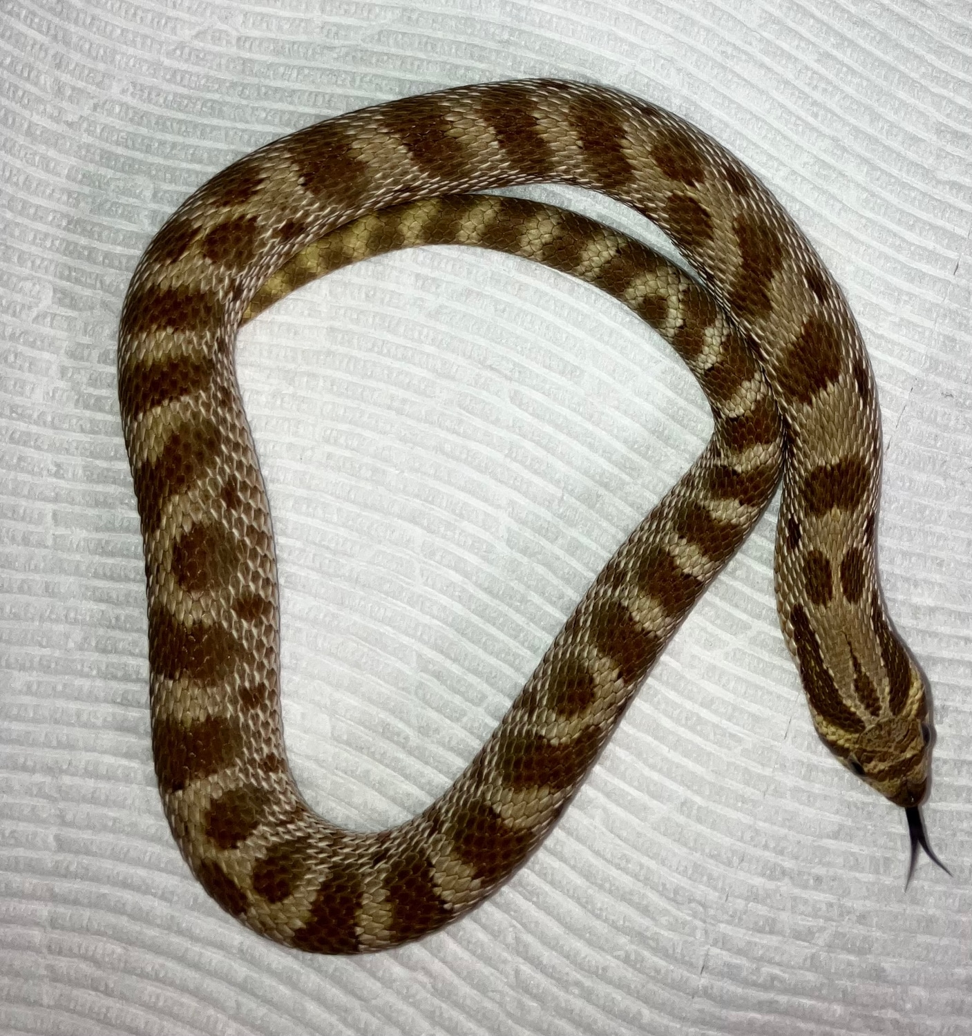anaconda het sunburst ( sable albino)