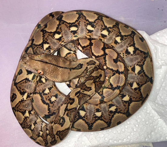 50% Kalaotoa Super Dwarf Reticulated Python by Joe Ceballos