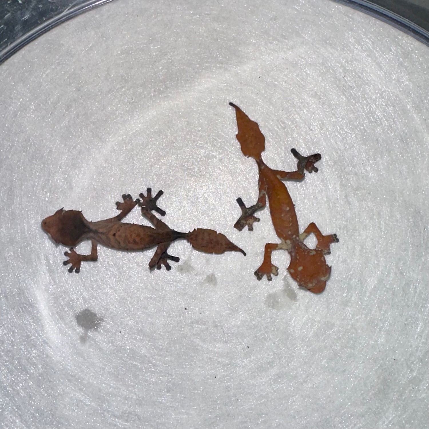 1.1 Phantasticus (Satanic ) Unrelated (Red Lichen Blotched Line) Leaf ...