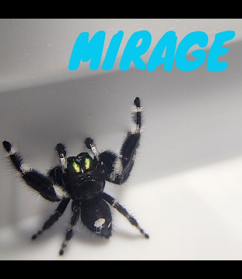 Phidippus Audax - Male - "Mirage" Jumping Spider by Legacy Exotics