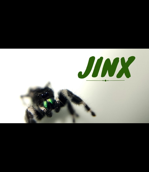 Phidippus Audax - Subadult Male - Jinx Jumping Spider by Joe's Jumpers
