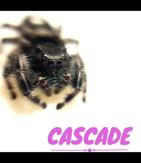 Phidippus Audax - Subadult Female - "Cascade" Jumping Spider by Legacy ...