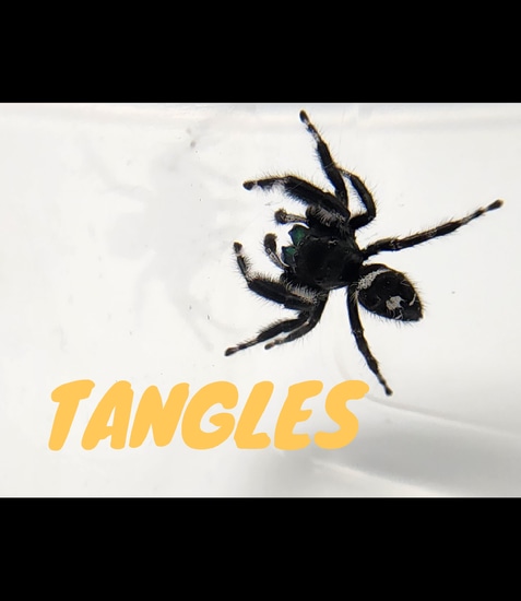 Phidippus Audax - Subadult Male - "Tangles" Jumping Spider by Joe's Jumpers