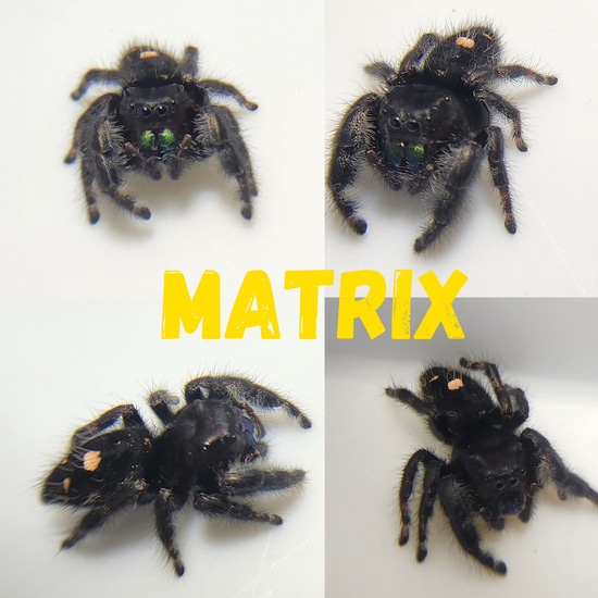 "Matrix" Phidippus Audax - Unsexed Juvenile - Jumping Spider by Joe's ...