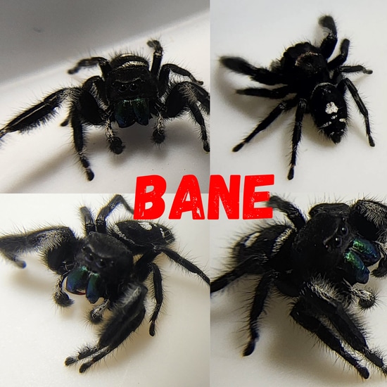 "Bane" Phidippus Audax - Male Jumping Spider by Legacy Exotics