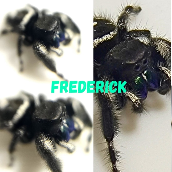 "Frederick" Phidippus Audax - Male Jumping Spider by Legacy Exotics