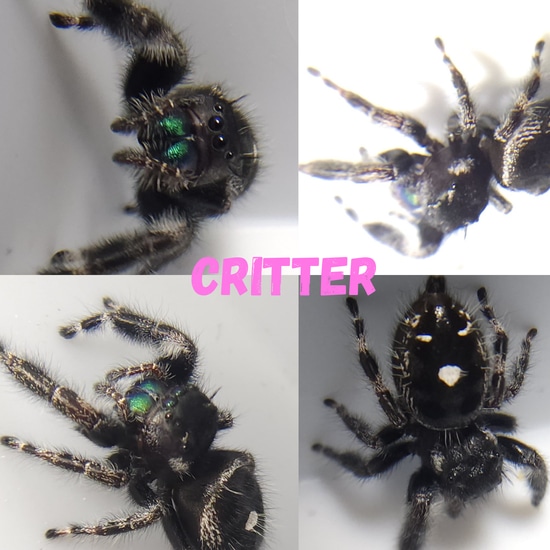 "Critter" Phidippus Audax - Gravid Female Jumping Spider by Joe's Jumpers