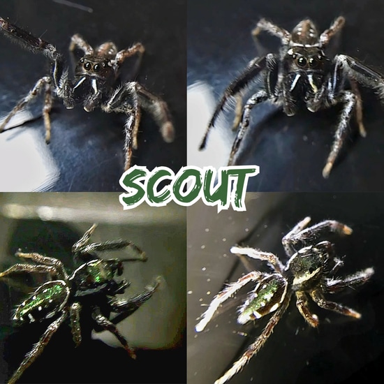 "Scout" Paraphidippus Aurantius - Male Jumping Spider by Joe's Jumpers