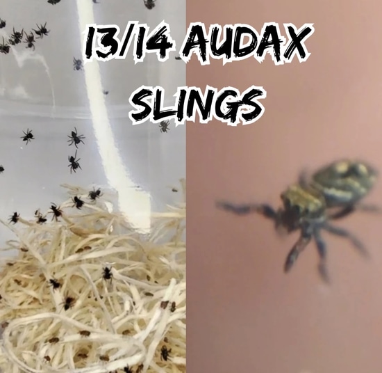 X5 I3/i4 Audax Slings Jumping Spider by Legacy Exotics