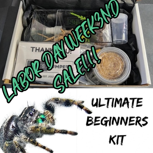 Ultimate Beginners Kit - Juvenile Audax Jumping Spider by Legacy Exotics