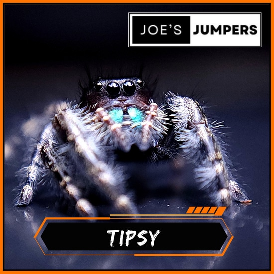"Tipsy" Phidippus Audax- Juvenile Jumping Spider by Joe's Jumpers