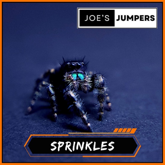 "Sprinkles" Phidippus Audax Juvenile Jumping Spider by Legacy Exotics