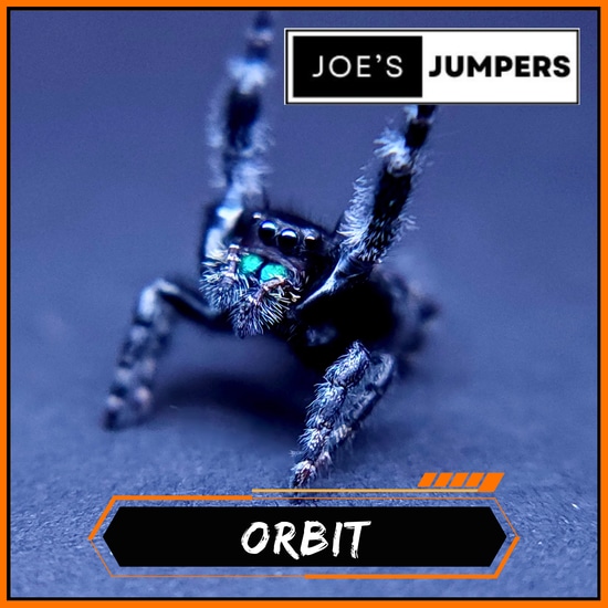 "Orbit" Phidippus Audax Juvenile Jumping Spider by Legacy Exotics