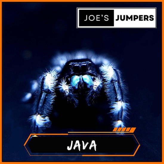 "Java" Phidippus Audax-Adult Male Jumping Spider by Legacy Exotics