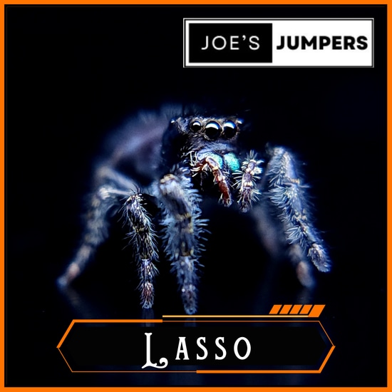 "Lasso" Phidippus Audax-Juvenile Jumping Spider by Legacy Exotics