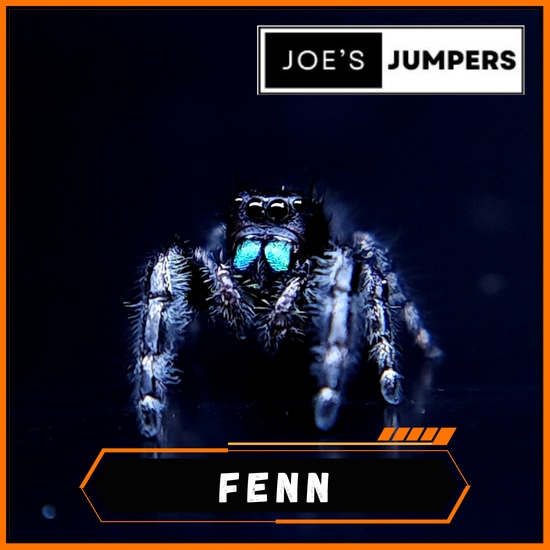 "Fenn" Phidippus Audax Juvenile Jumping Spider by Joe's Jumpers