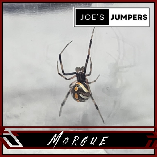 "Morgue" Latrodectus Hesperus - Juvenile Male Other Spider by Legacy ...