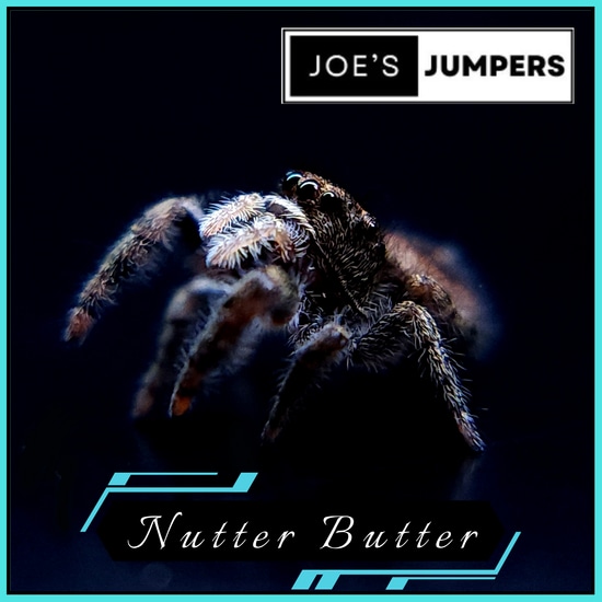 *FUNDRAISER* "Nutter Butter" Phidippus Texanus Juvenile Jumping Spider ...