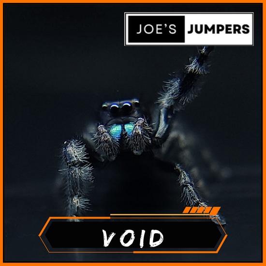"Void" Phidippus Audax Juvenile Jumping Spider by Legacy Exotics