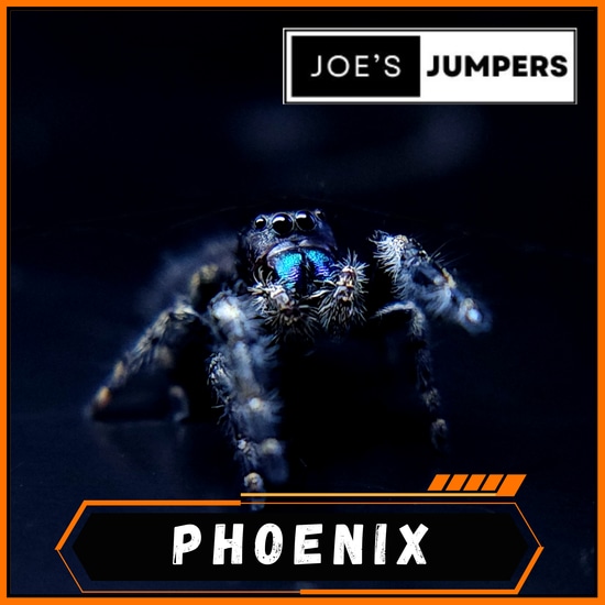 "Phoenix" Phidippus Audax-SubAdult Male Jumping Spider by Legacy Exotics