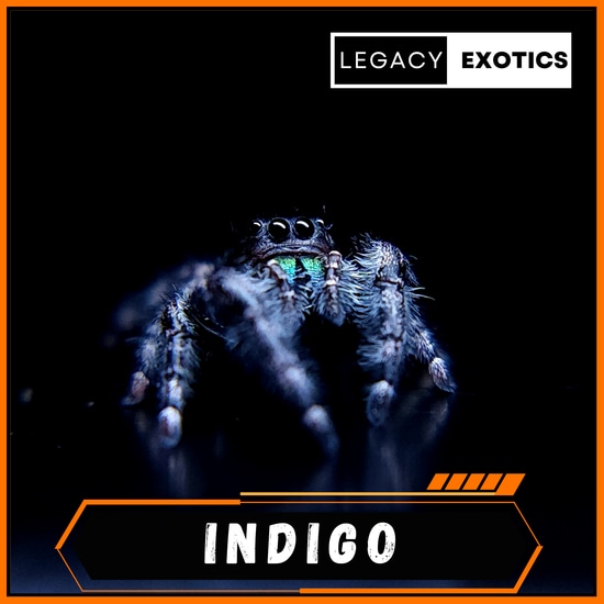 "Indigo" Phidippus Audax Subadult Female Jumping Spider by Legacy Exotics
