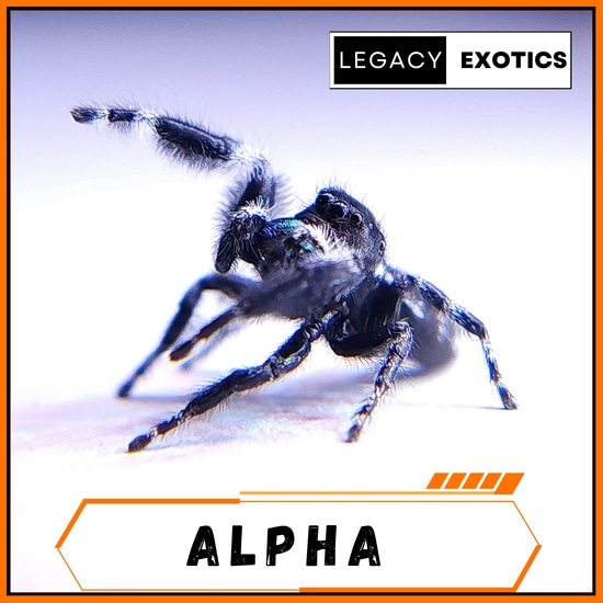 "Alpha" Phidippus Audax- Bryantae Male Jumping Spider by Legacy Exotics
