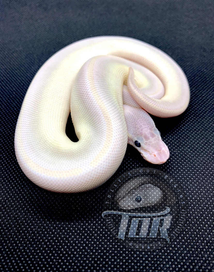 Super Mojave GHI Ball Python by Tully’s Out-Regius Royals - MorphMarket