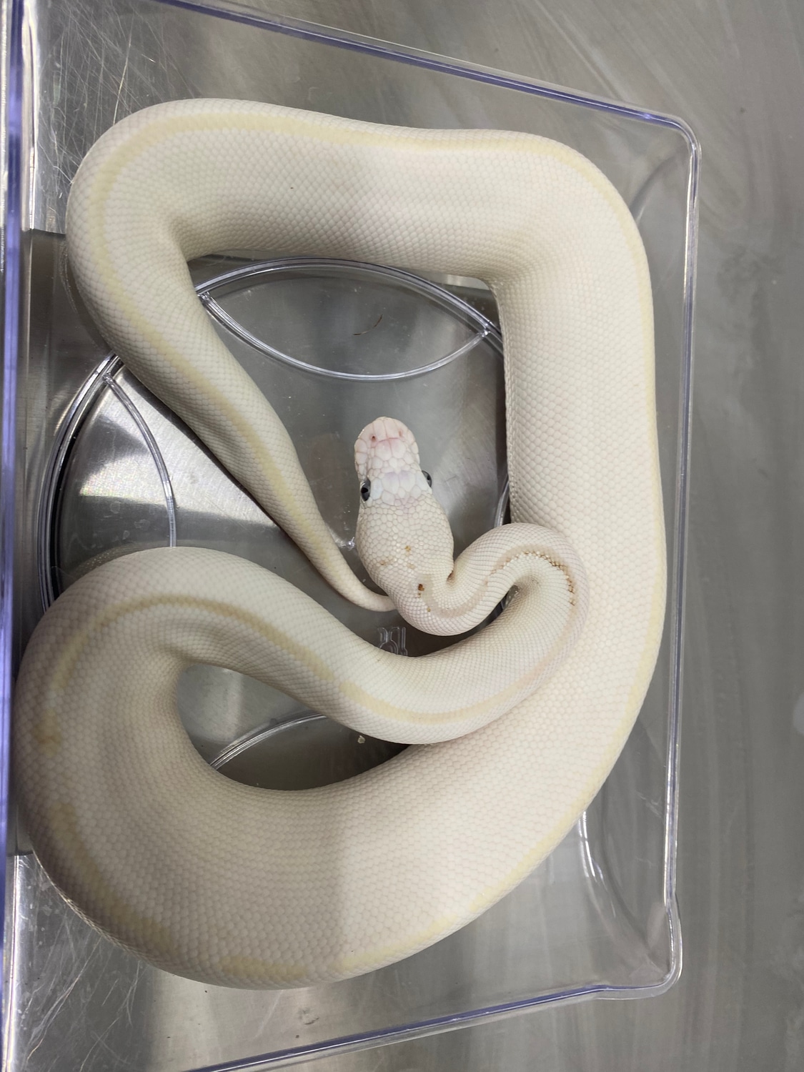 White Diamond (Super Russo) Ball Python by BackRoom Balls - MorphMarket