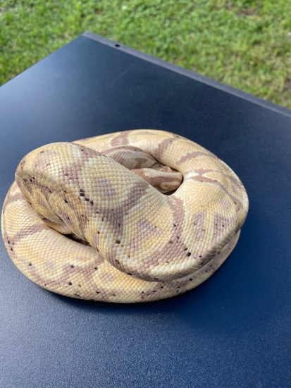 Banana Het G Stripe Ball Python by The Chondro Kid