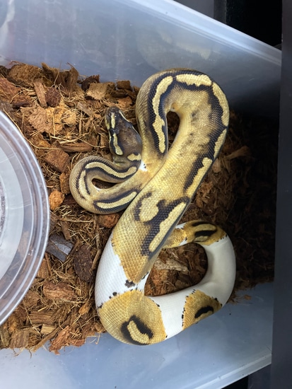 Blackhead Extreme Gene Pied Ball Python by The Chondro Kid