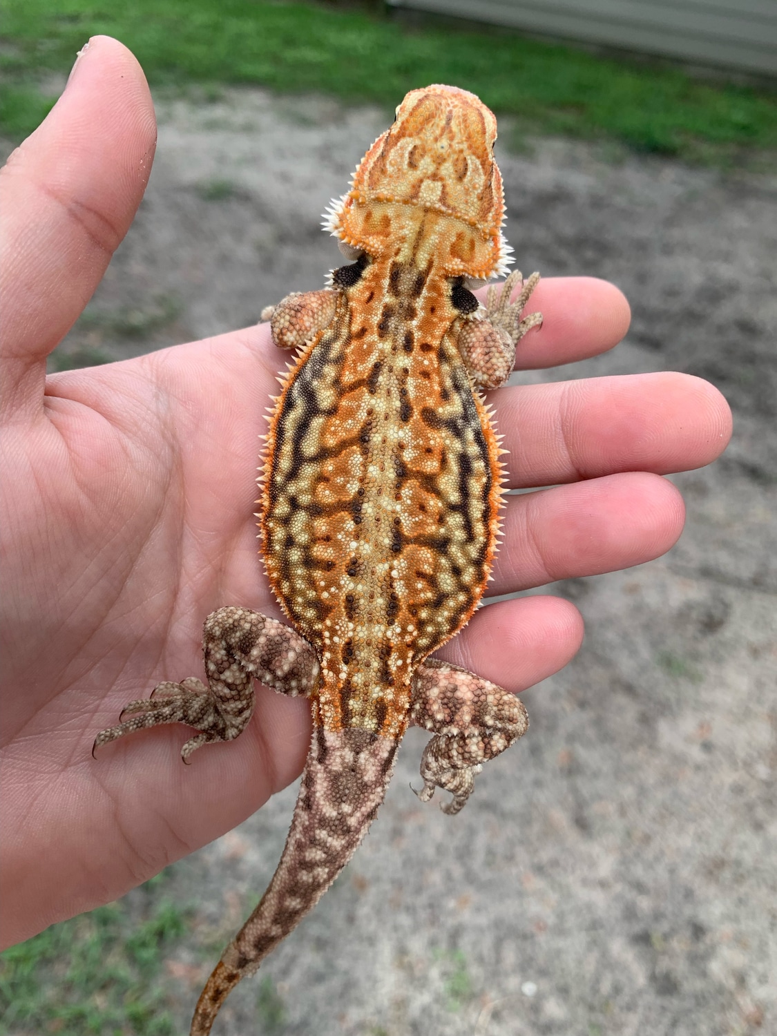 Leatherback Dunner Citrus Het Trans Het Hypo Central Bearded Dragon by ...