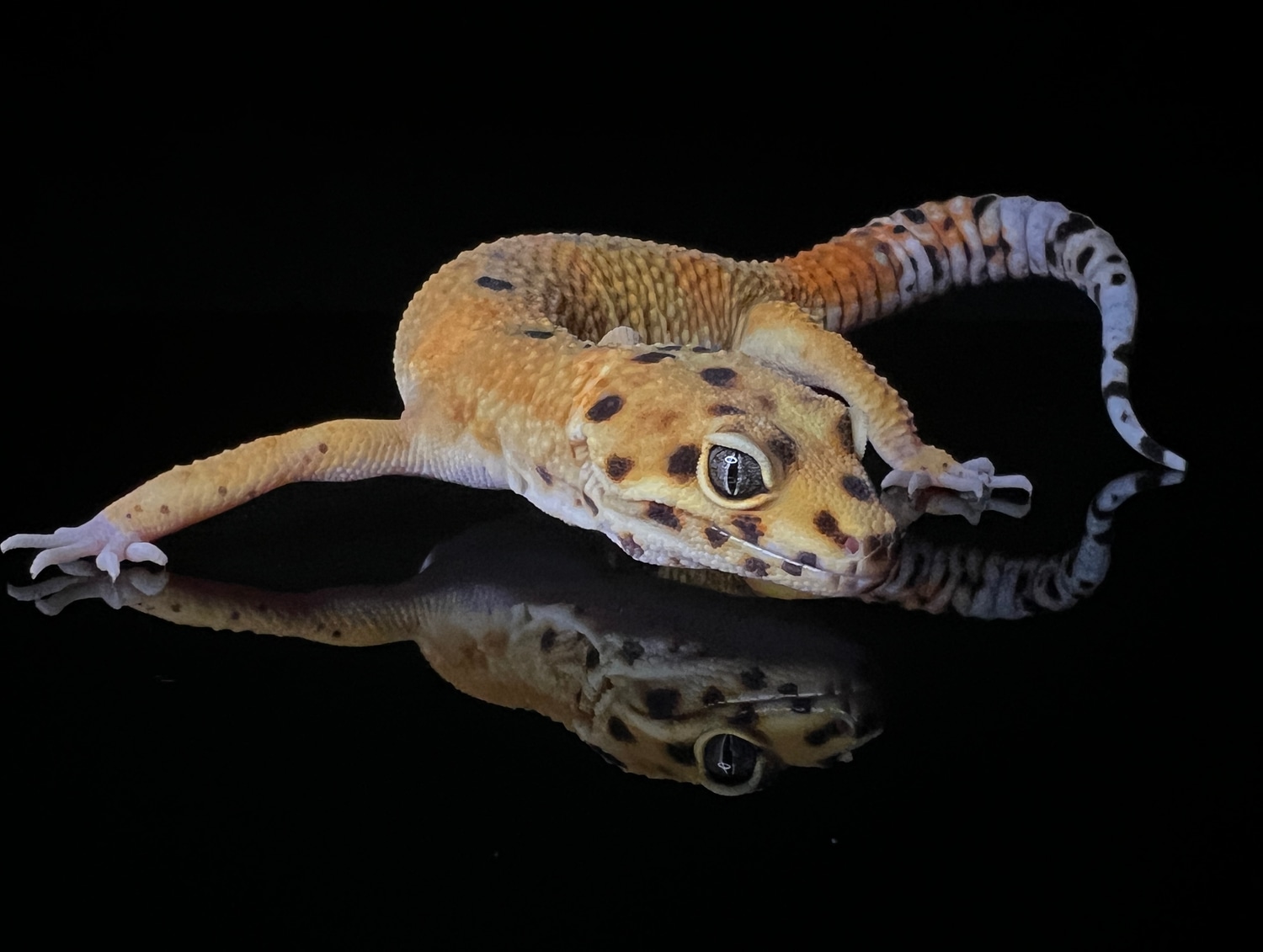 Inferno (No Hets) Leopard Gecko by AquaTerra Exotic Pets - MorphMarket
