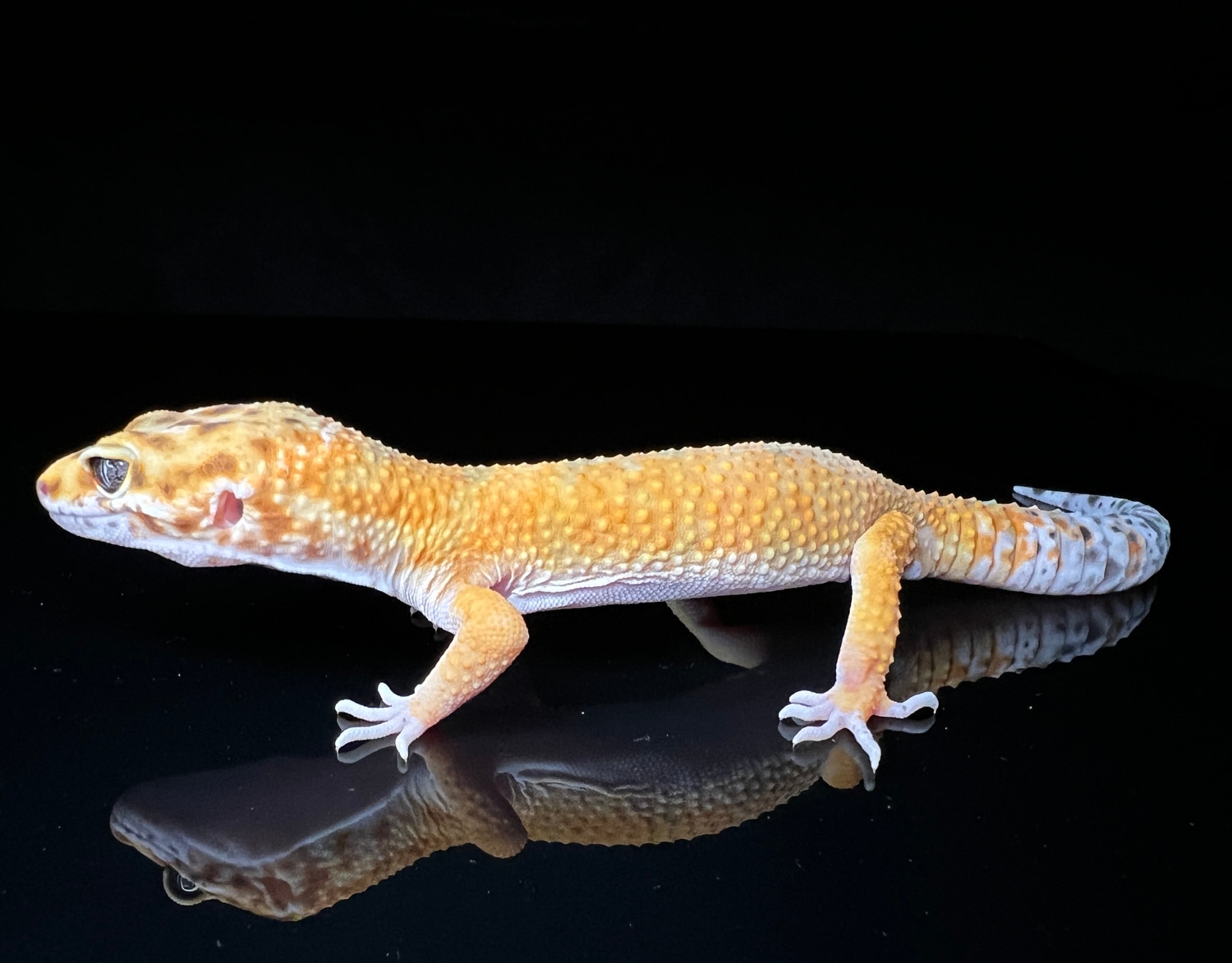 Inferno Mandarin Tangerine Leopard Gecko by AquaTerra Exotic Pets - MorphMarket