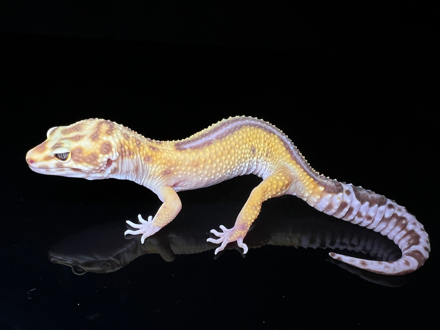 Bold Stripe HC Tangerine Tremper (Het Eclipse) Leopard Gecko by ...