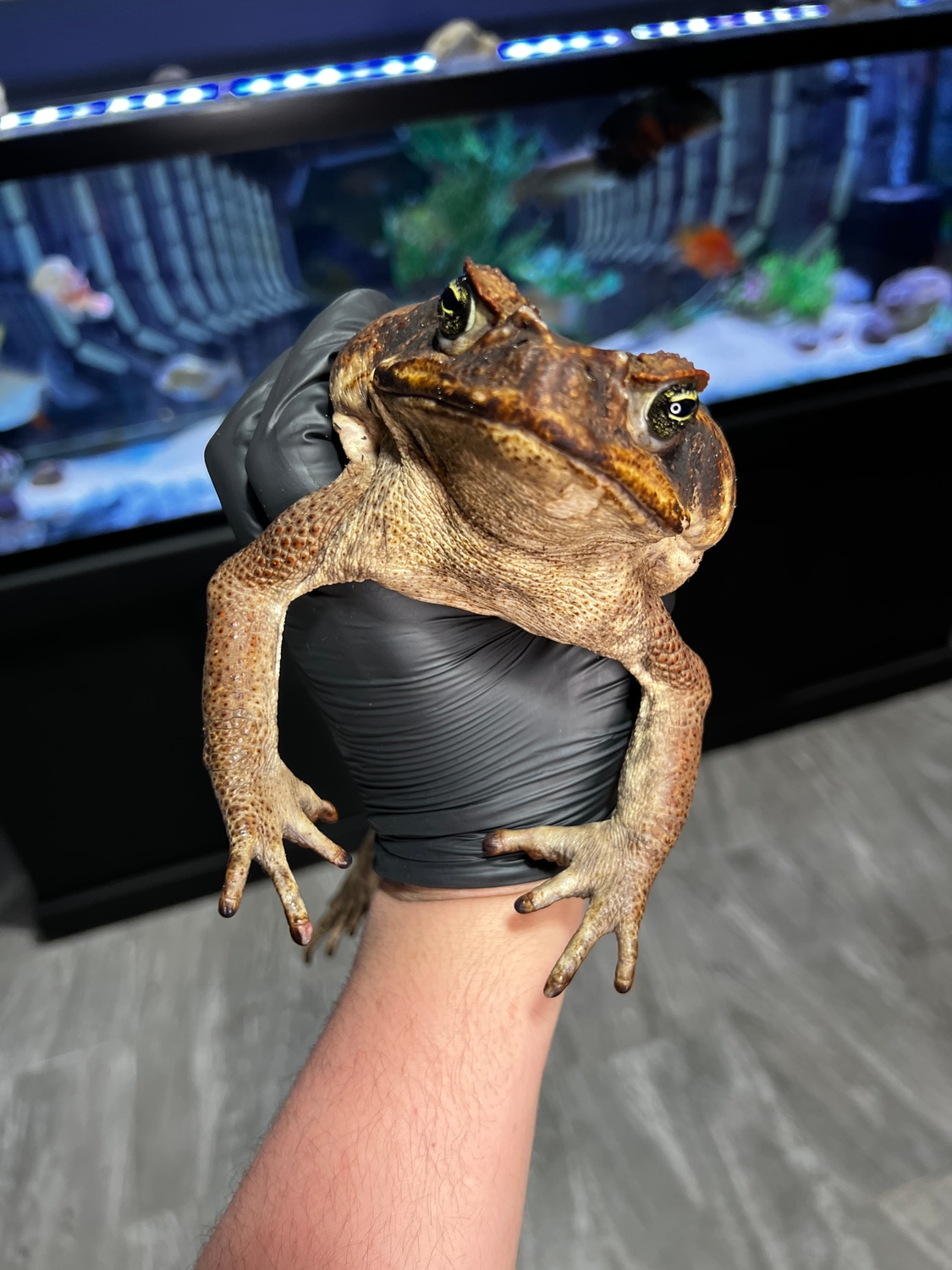 XL Guyana Marine Toad by AquaTerra Exotic Pets - MorphMarket