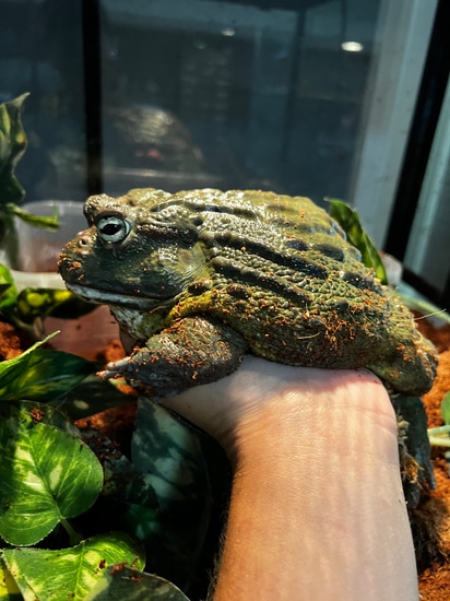 Large Pixie Frog (African Bullfrog) by AquaTerra Exotic Pets