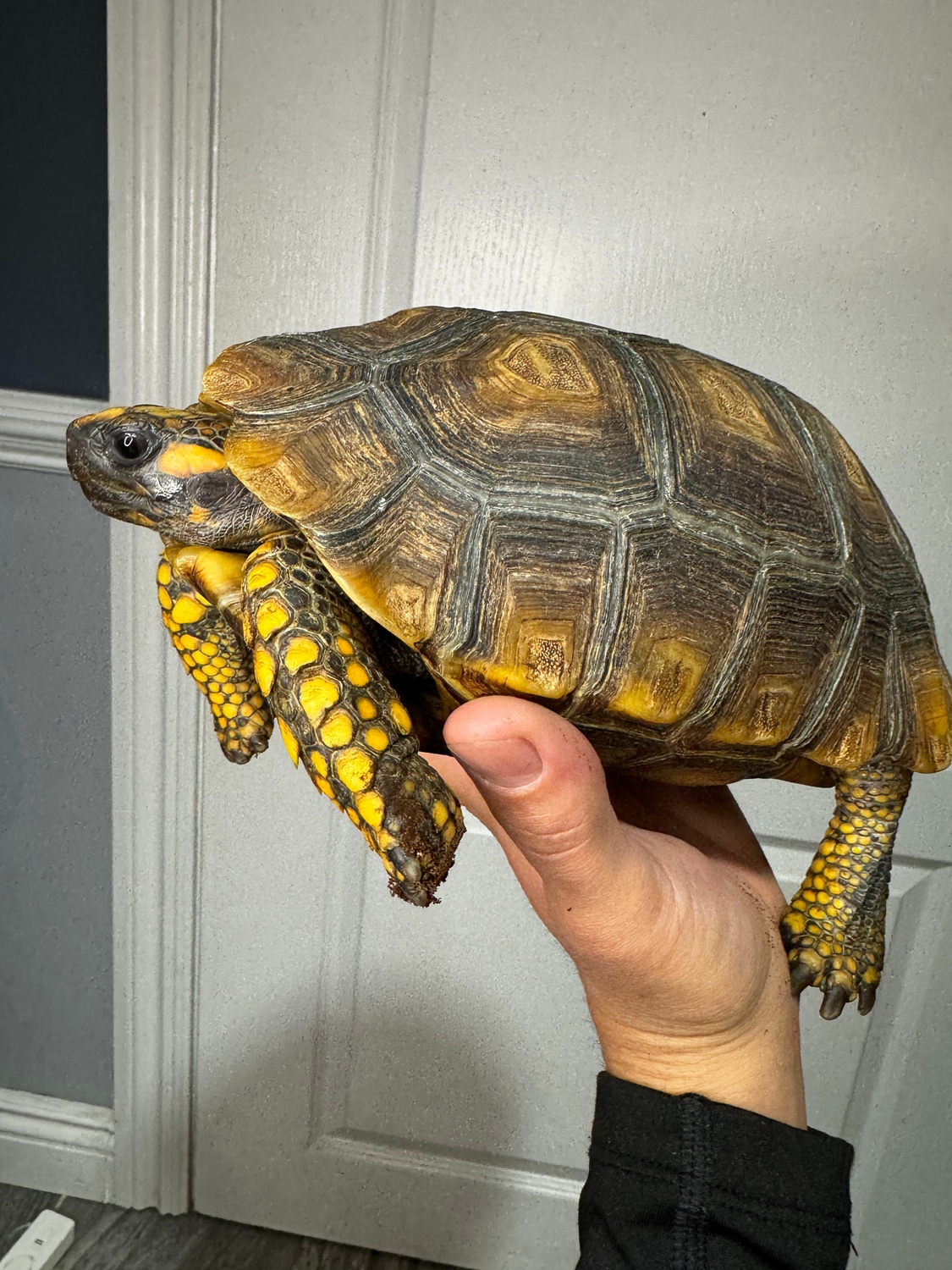 Amazon Basin Giant Yellow Foot Tortoise LG Yellow-Footed Tortoise by ...
