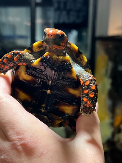 CB Brazilian Cherry Head Tortoise 4" Red-Footed Tortoise by AquaTerra ...
