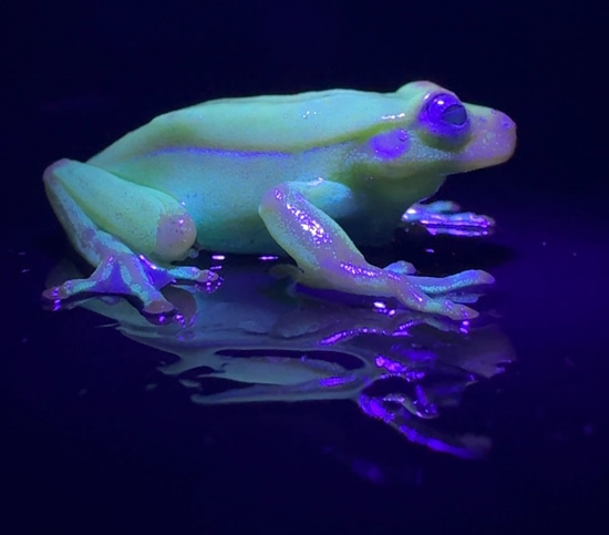 Polka Dot Frog 2 Lot (Glows In The Dark) Glass Frog by AquaTerra Exotic ...