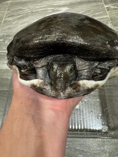Senegal Flapshell Turtle Softshell Turtle by AquaTerra Exotic Pets