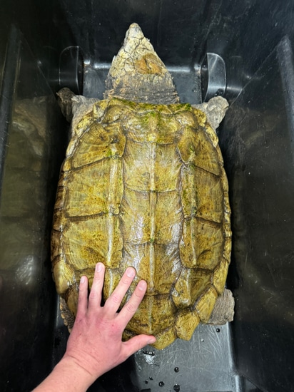 Alligator Snapping Turtle by AquaTerra Exotic Pets