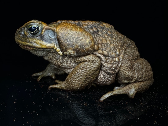 Large SA Marine Toad by AquaTerra Exotic Pets